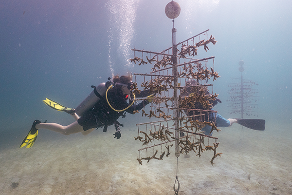 Photo Gallery | Rescue a Reef | University of Miami