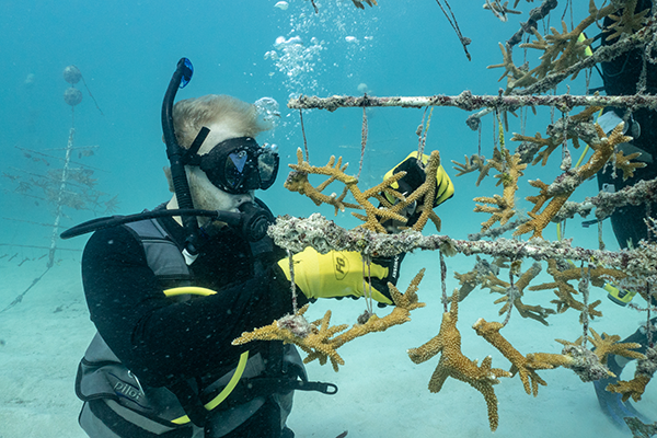 Photo Gallery | Rescue a Reef | University of Miami