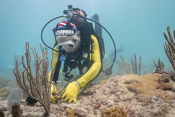Photo Gallery | Rescue a Reef | University of Miami