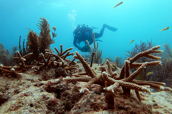 Photo Gallery | Rescue a Reef | University of Miami
