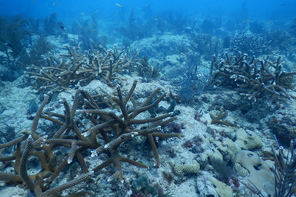 Photo Gallery | Rescue a Reef | University of Miami